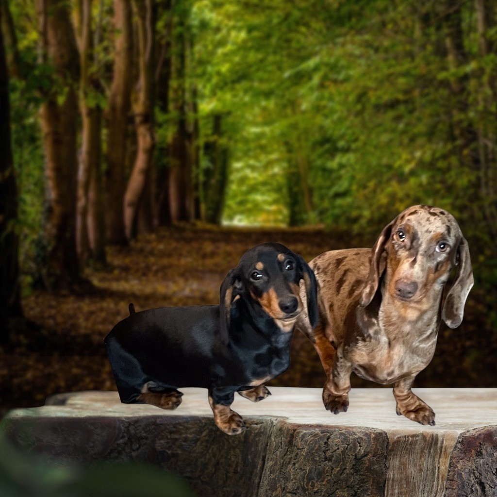 Accueil - Elevage Zadatis - eleveur de chiens Teckel poil ras